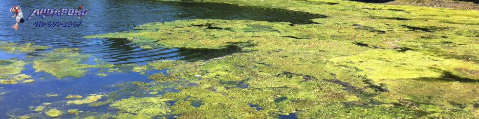 Algae Management Techniques for Ohio Ponds & Lakes | Aquapond