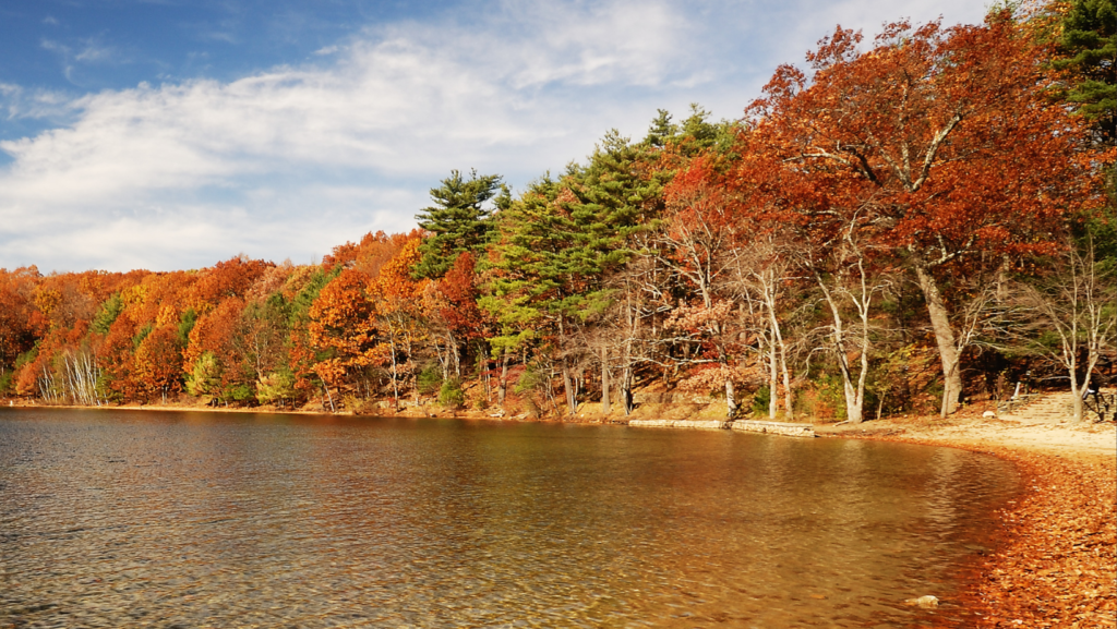 8 Fall Pond Maintenance & Management Tips | Aquapond