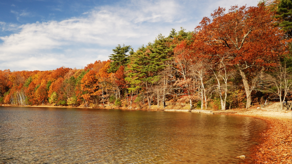 8 Fall Pond Maintenance & Management Tips | Aquapond