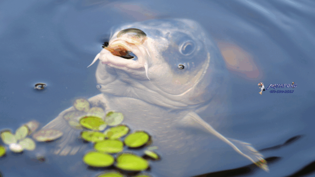 How to Stock and Manage Fish in Your Ohio Pond | Aquapond