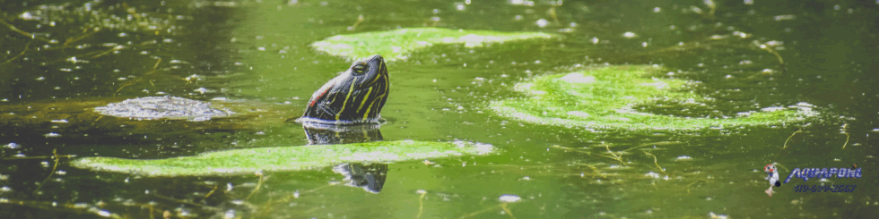 Why Does My Pond Smell? (And How to Fix It) | Aquapond
